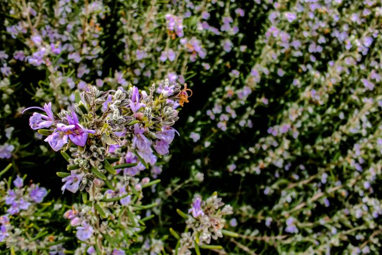 14 Easy To Grow Herbs With Purple Flowers For A Dreamy Garden