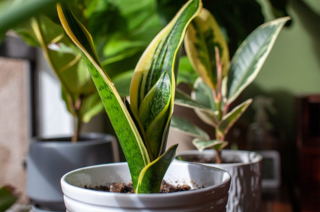 37 Breathtaking Snake Plant Varieties And Growing Tips