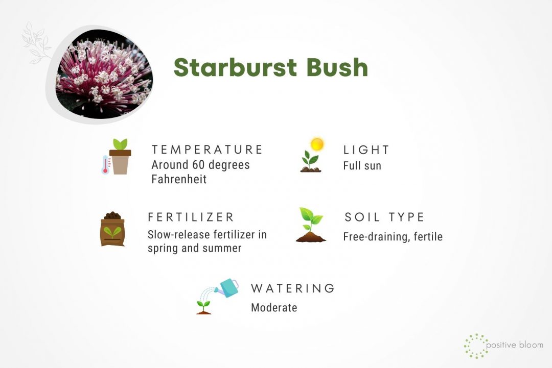 How To Grow And Care For The Stunning Starburst Bush