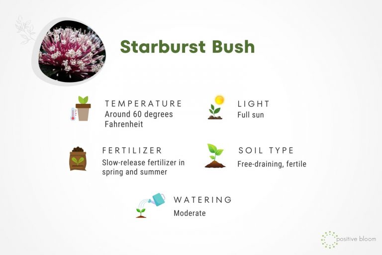 How To Grow And Care For The Stunning Starburst Bush