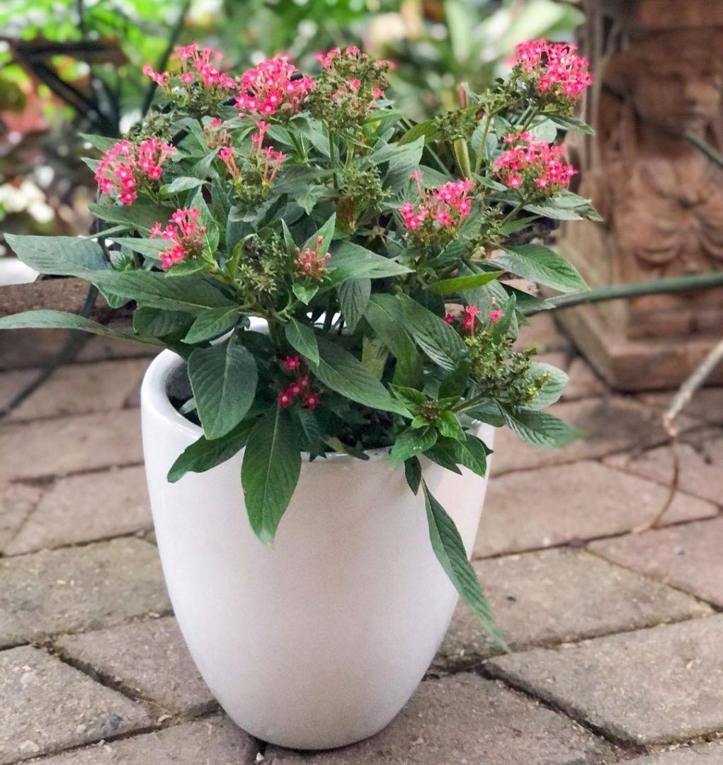 How To Grow And Care For The Stunning Starburst Bush