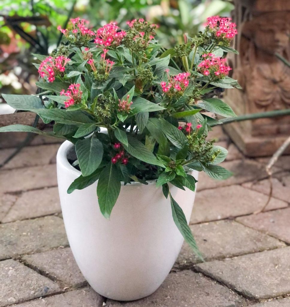 How To Grow And Care For The Stunning Starburst Bush