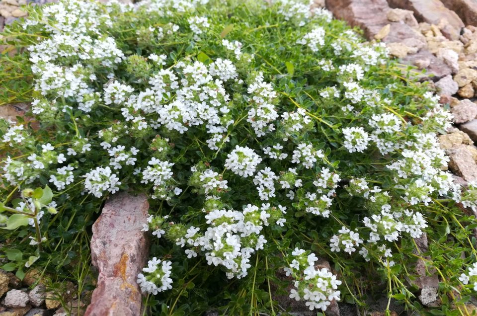 It’s Thyme Time! 15 Types Of Thyme To Spruce Up Your Garden