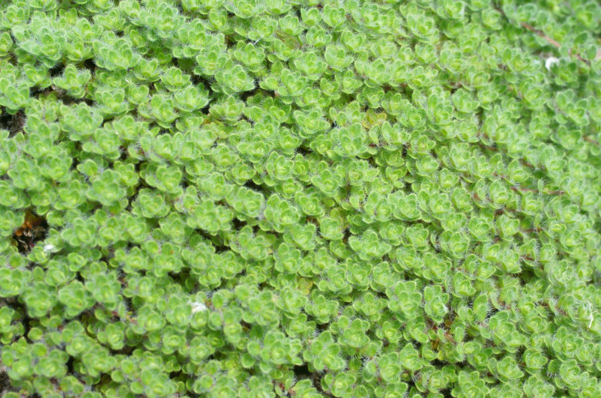 It’s Thyme Time! 15 Types Of Thyme To Spruce Up Your Garden