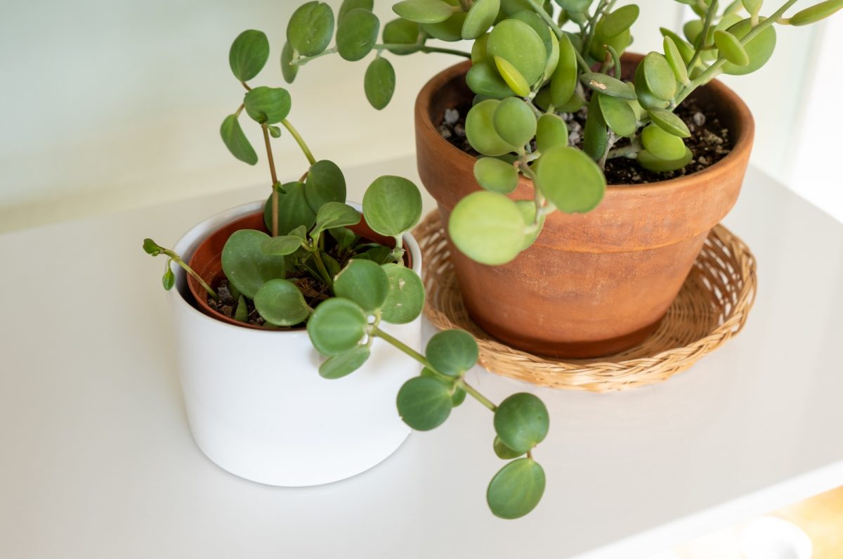 How To Care For A String Of Coins (aka Xerosicyos Danguyi)
