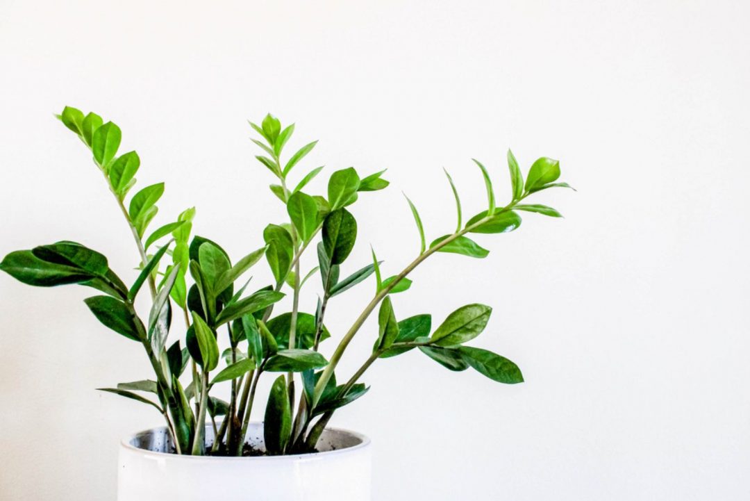 A List Of Breathtaking Low-Maintenance Basement Plants