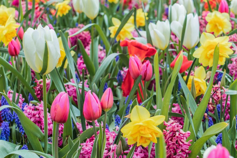 A List Of Lovely Persian Flowers And What They Symbolize