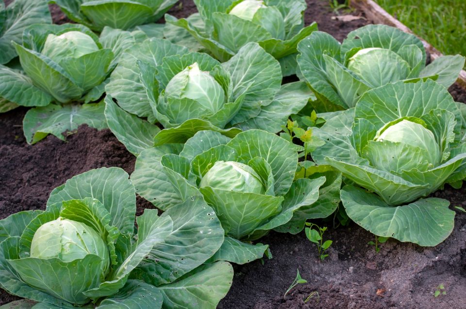 The 9 Cabbage Growing Stages + How To Grow This Vegetable