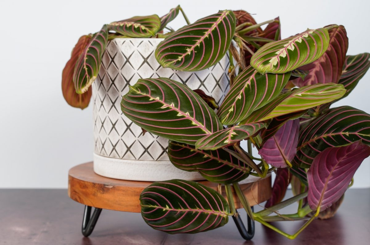 How To Care For Maranta Prayer Plants + Solve Their Issues
