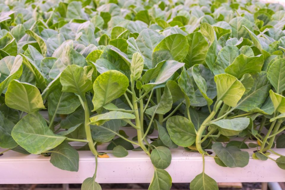 Helpful Tips And Tricks On How To Grow Hydroponic Broccoli