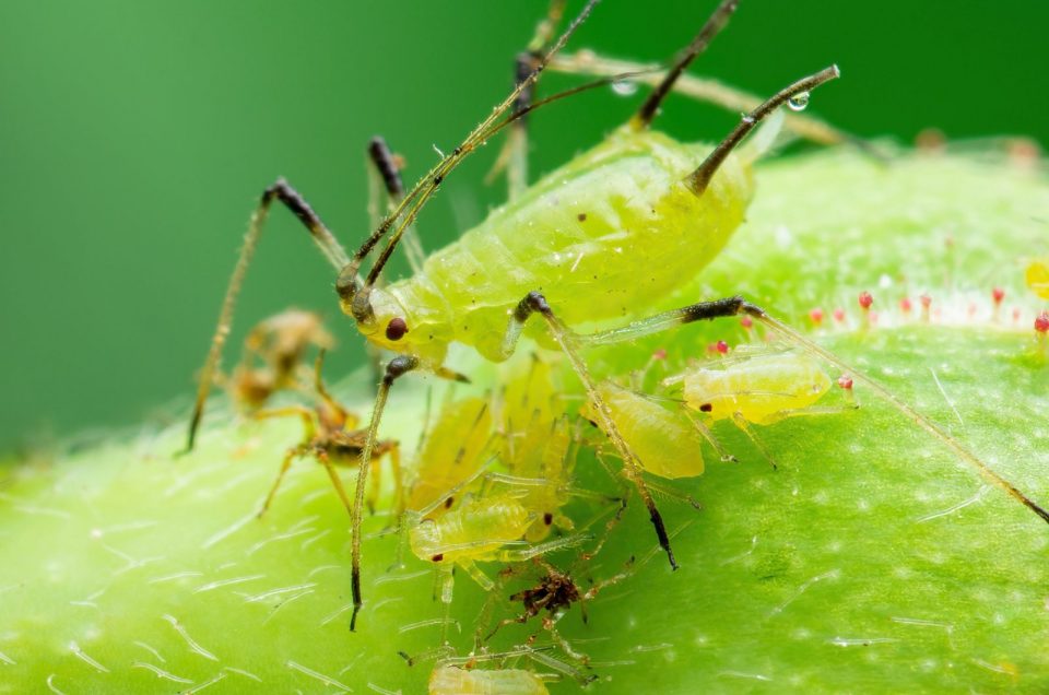 How To Take Care Of The Rare Alocasia Nebula Imperialis