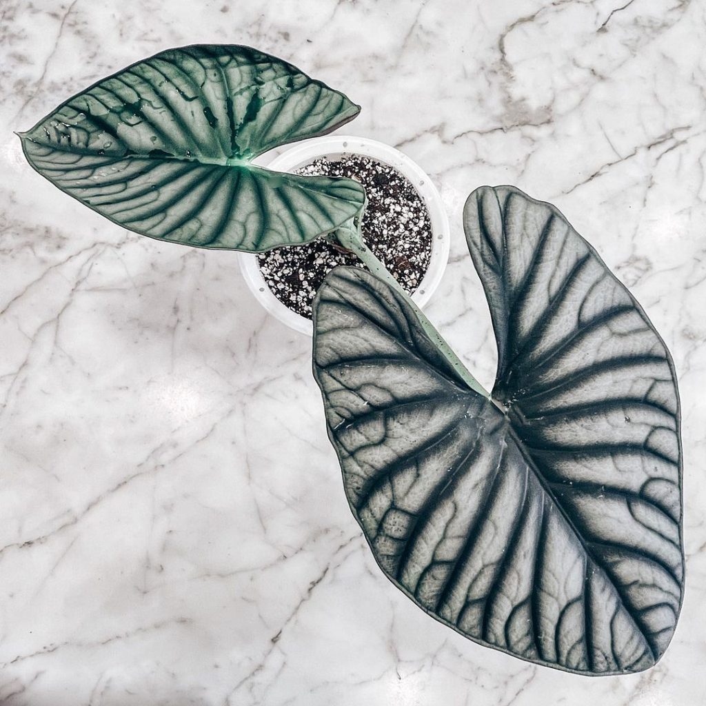 How To Take Care Of The Rare Alocasia Nebula Imperialis