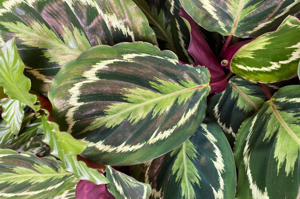 How To Grow & Take Care Of The Calathea Prayer Plant