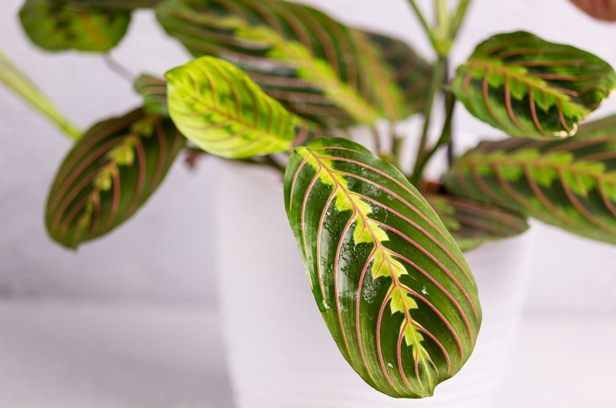 How To Care For Maranta Prayer Plants + Solve Their Issues