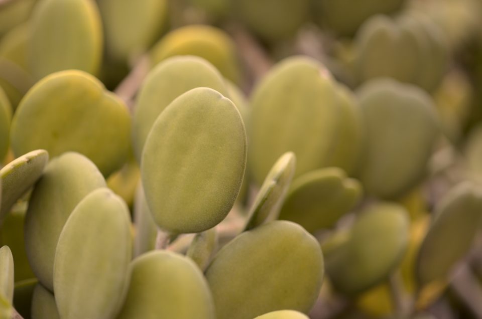 How To Care For A String Of Coins (aka Xerosicyos Danguyi)