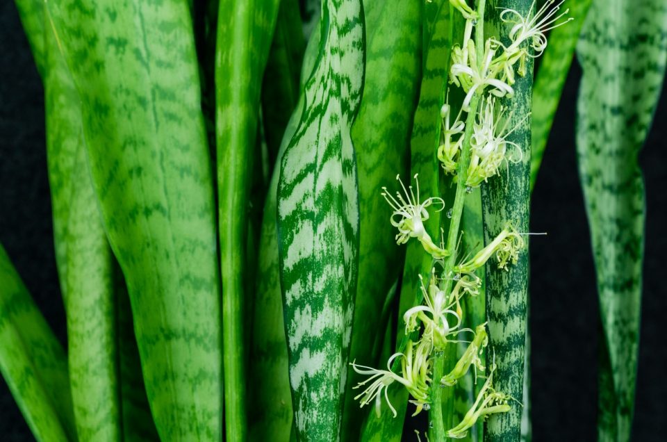 What Is A Snake Plant Flower + Tips To Make It Grow