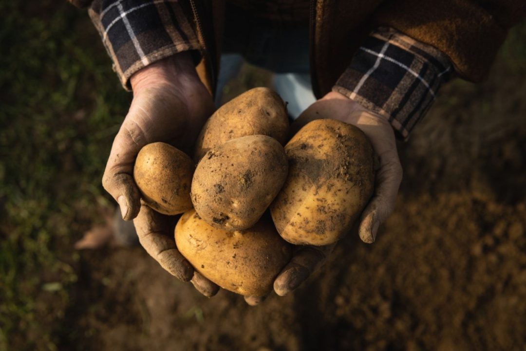 How Many Potatoes Per Plant And How To Get More