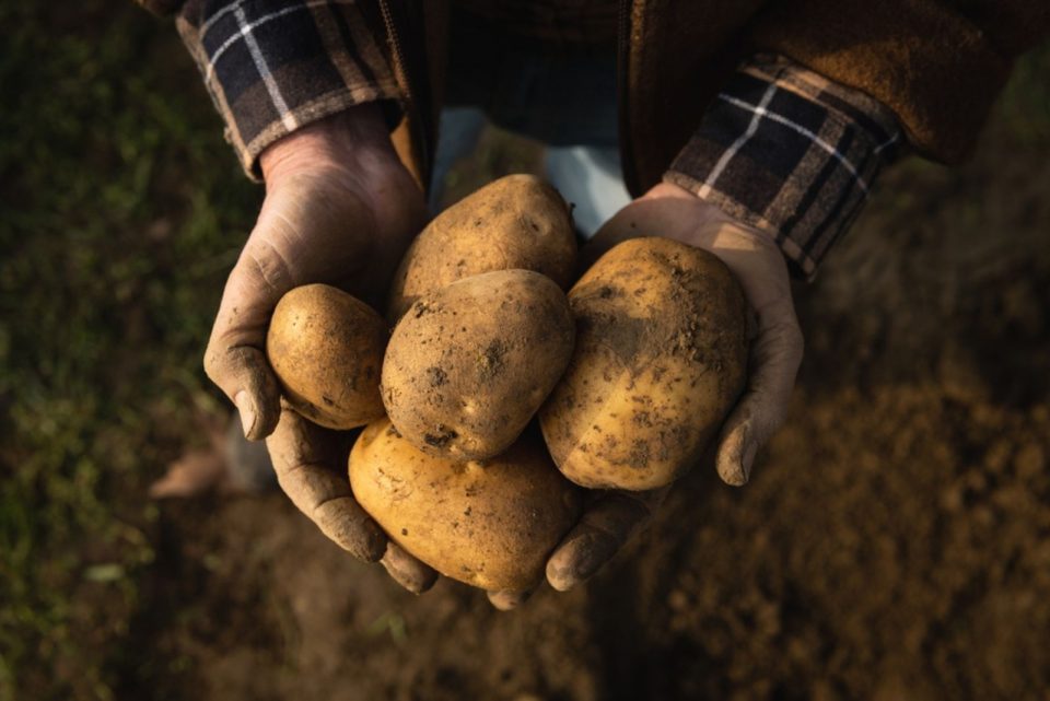 How Many Potatoes Per Plant And How To Get More