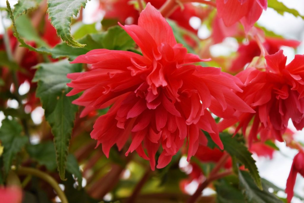 9 Best Types Of Trailing Begonias + The Complete Care Guide