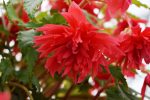 9 Best Types Of Trailing Begonias + The Complete Care Guide