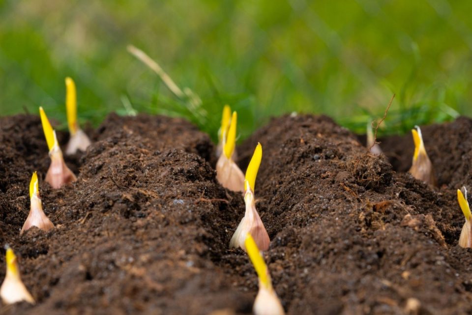 The 7 Garlic Growing Stages: A Complete Guide