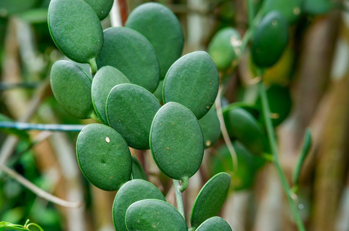 How To Care For A String Of Coins (aka Xerosicyos Danguyi)