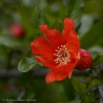 A List Of Lovely Persian Flowers And What They Symbolize