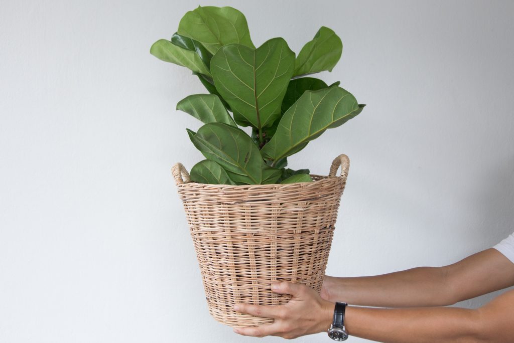 8 Reasons the Fiddle Leaf Fig Is the Ultimate Indoor Plant