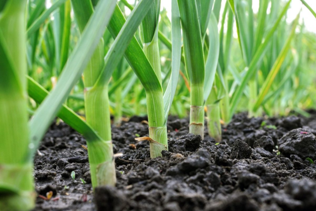 The 7 Garlic Growing Stages: A Complete Guide