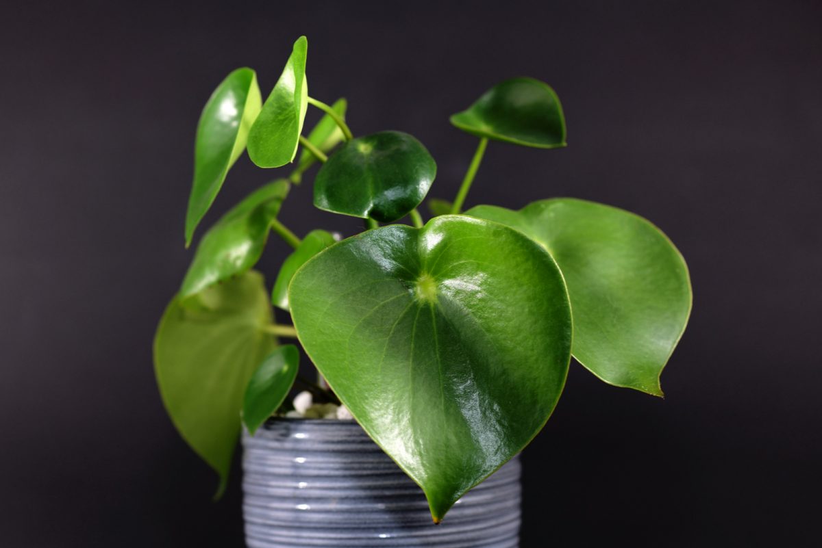 A List Of Breathtaking Low-Maintenance Basement Plants