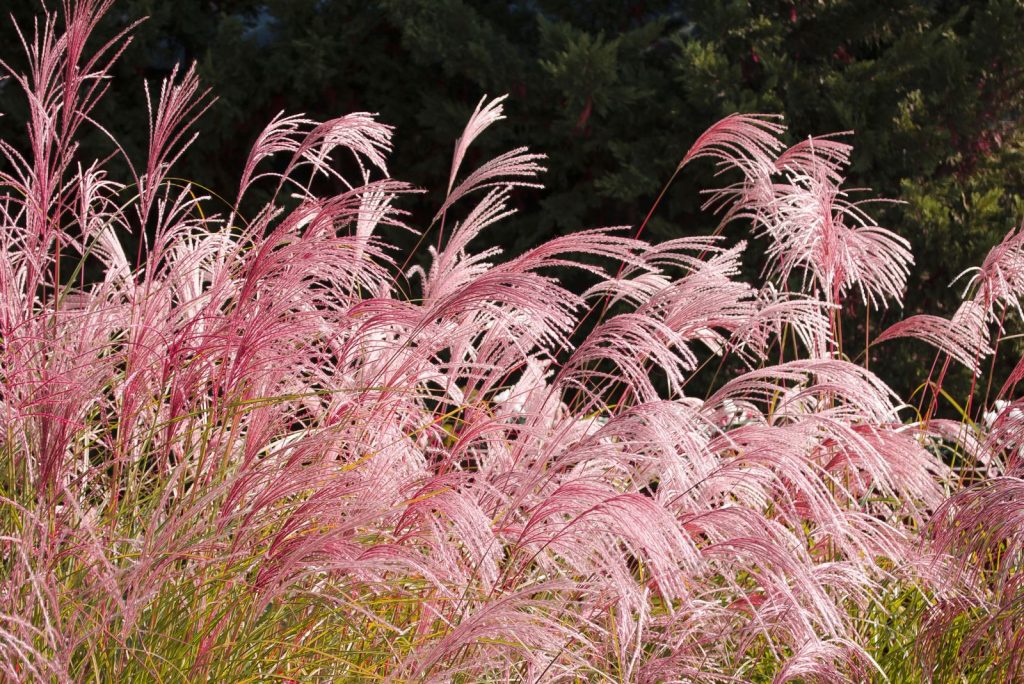 Helpful Gardening Tips For Growing Purple Pampas Grass
