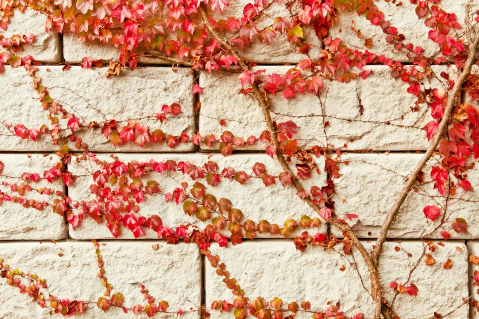 12 Captivating Climbing Plants For Fences + Care Tips