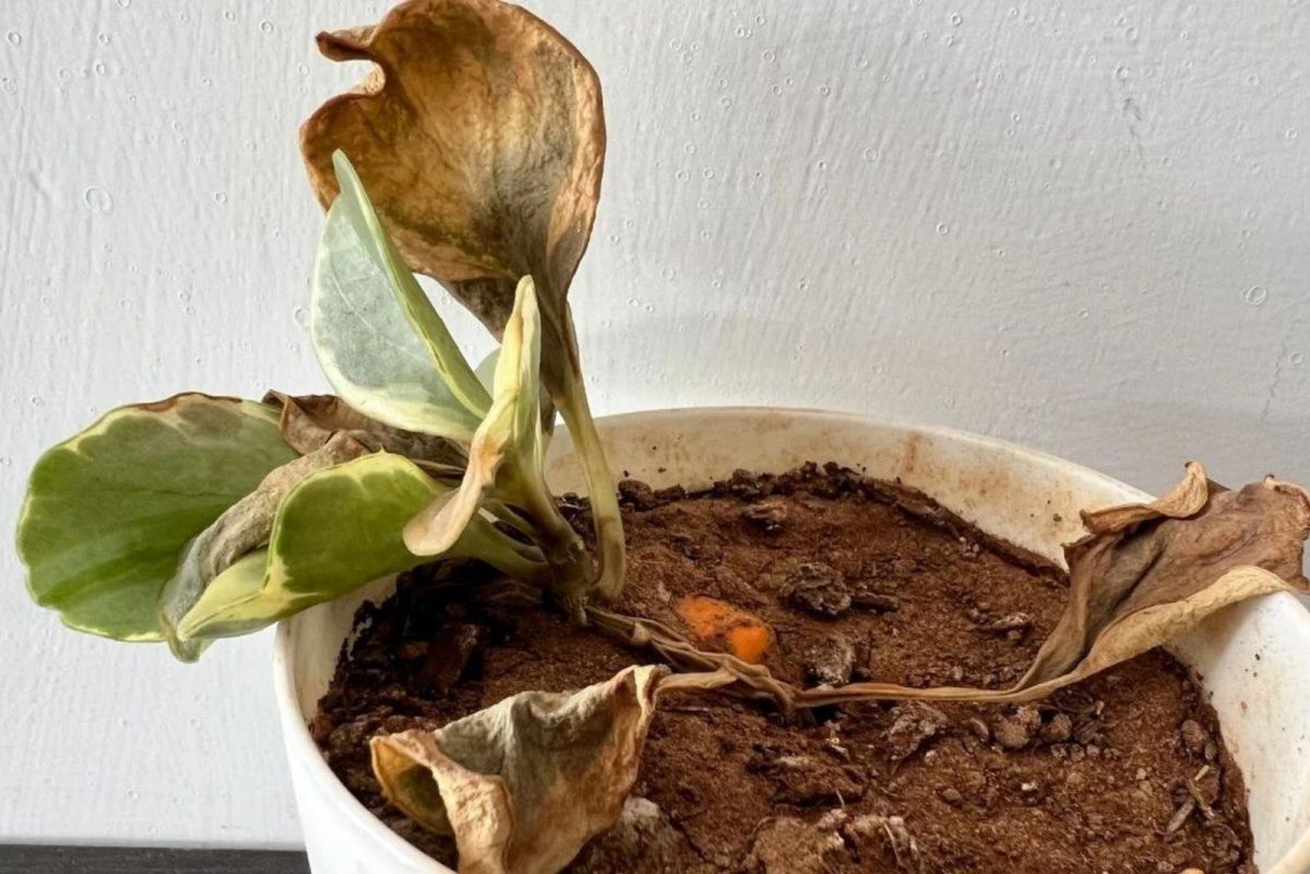 10 Causes Of Peperomia Root Rot + Signs And Solutions