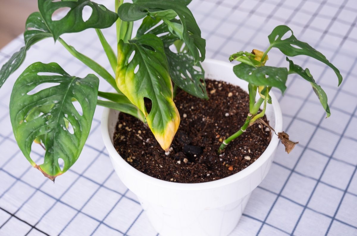 Scale On Monstera: How To Recognize & Get Rid Of Pesky Pests