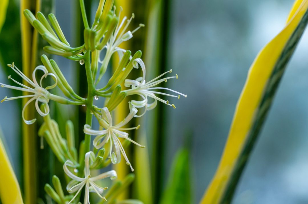What Is A Snake Plant Flower + Tips To Make It Grow