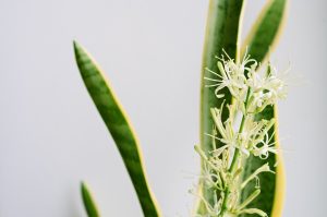 What Is A Snake Plant Flower + Tips To Make It Grow