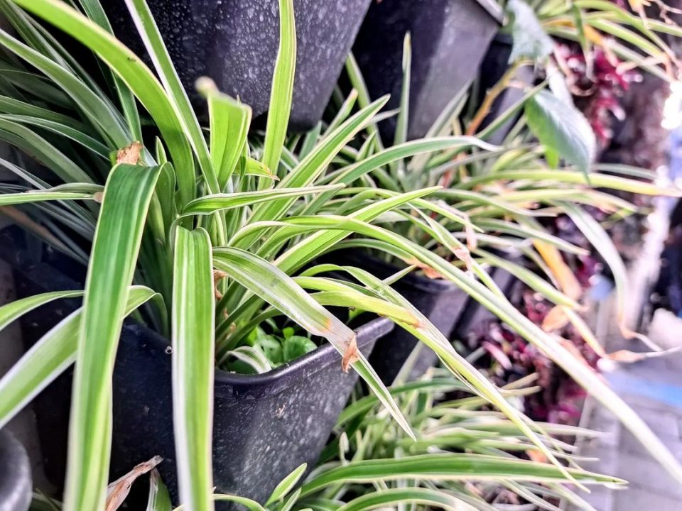 Airplane Plant Care 101: How To Care For Spider Plants