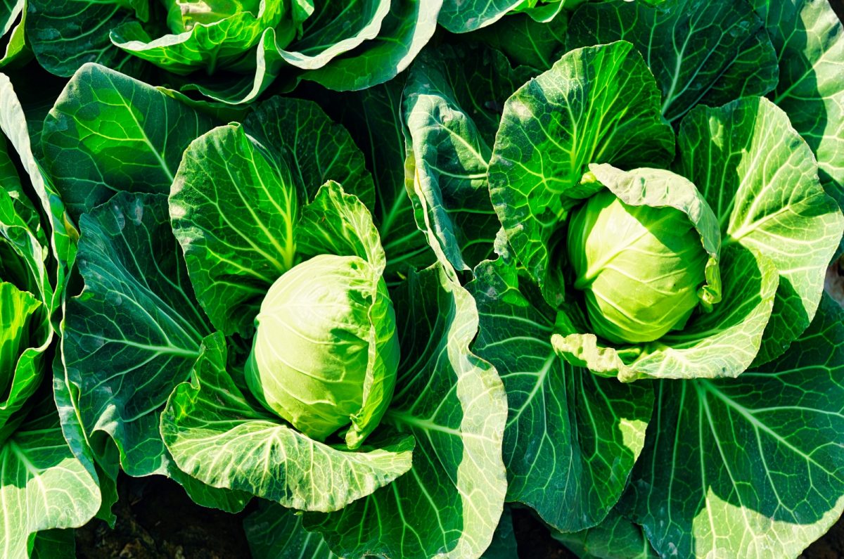 The 9 Cabbage Growing Stages + How To Grow This Vegetable