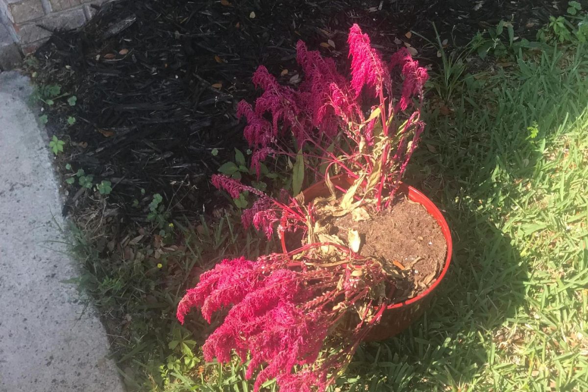 Dragon’s Breath Plant Care + How To Solve Its Common Issues