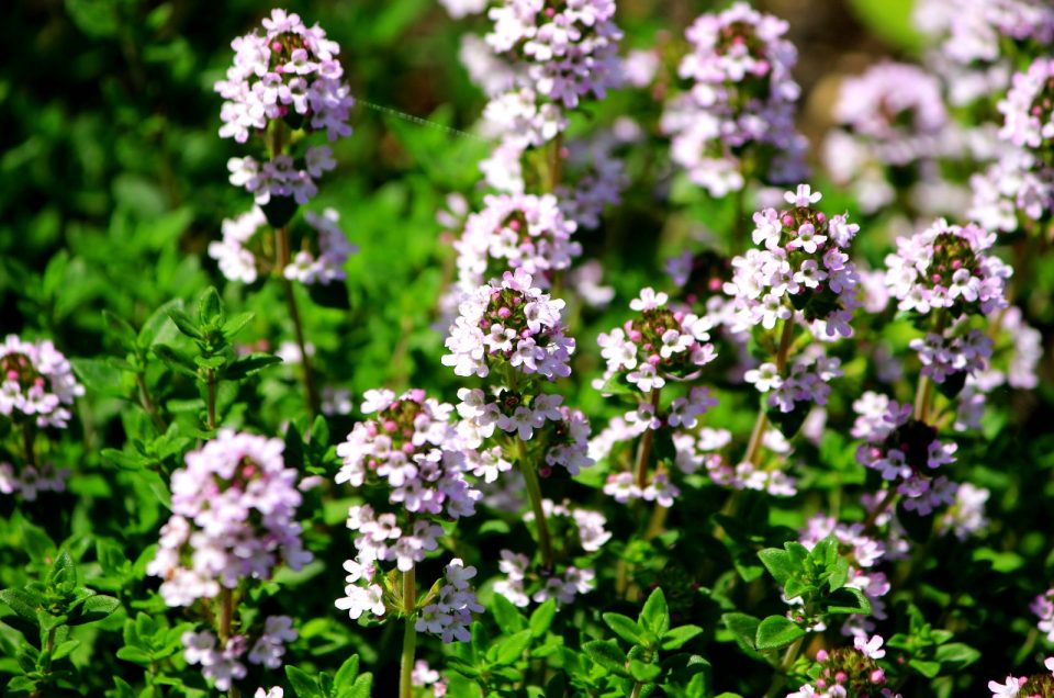 It’s Thyme Time! 15 Types Of Thyme To Spruce Up Your Garden
