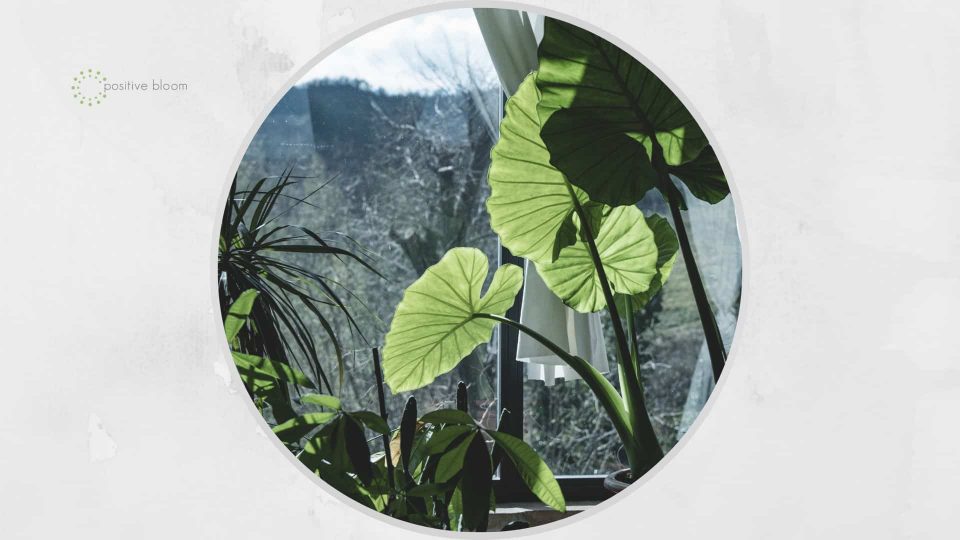 Elephant Food Plant Care Guide + How To Solve Common Issues