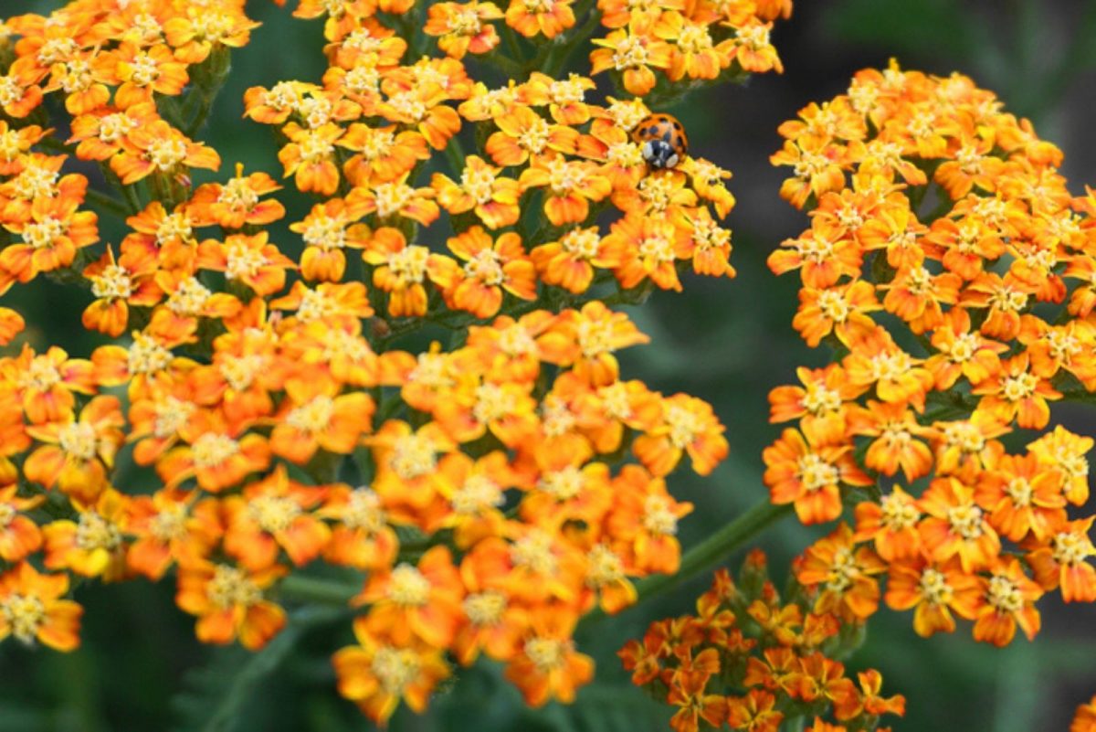 How To Care For The Achillea Terracotta And Solve Its Main Issues
