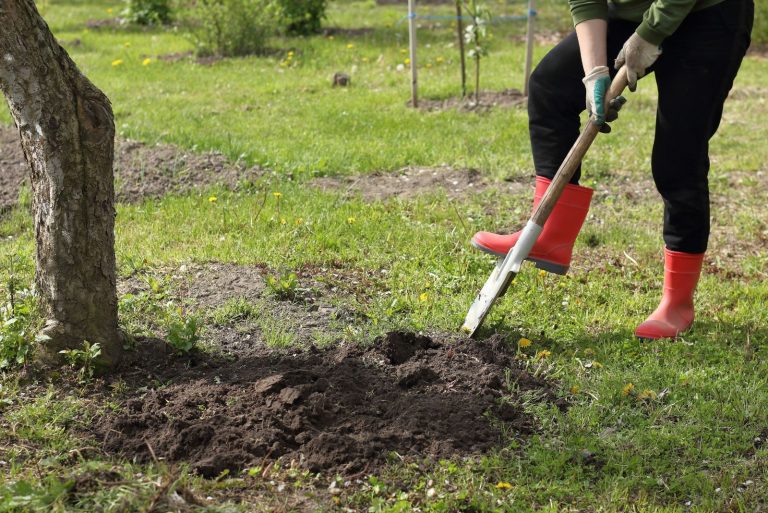 8 Helpful Tips For Landscaping Around Trees With Rocks