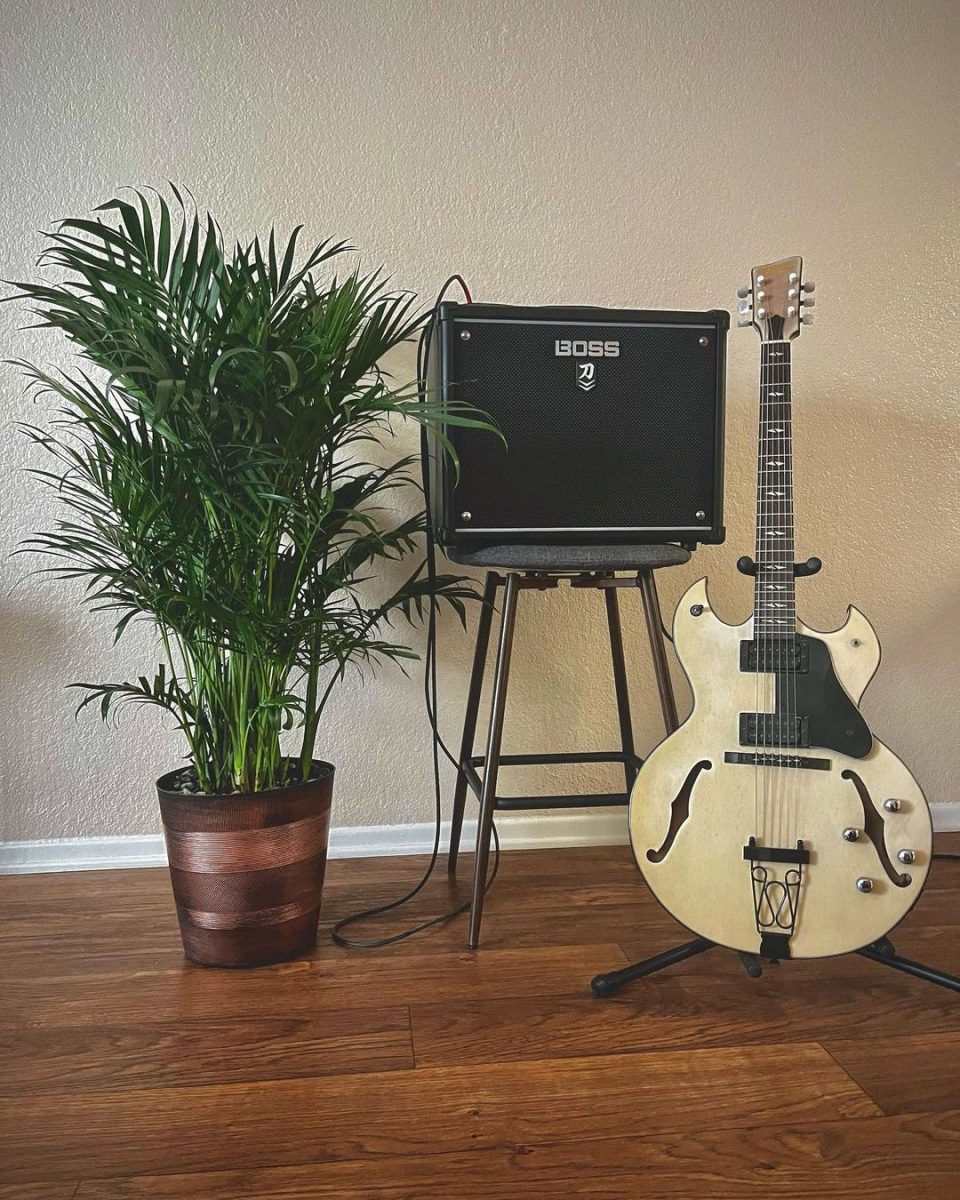 Cat Palm vs Majesty Palm – The Winner Takes It All