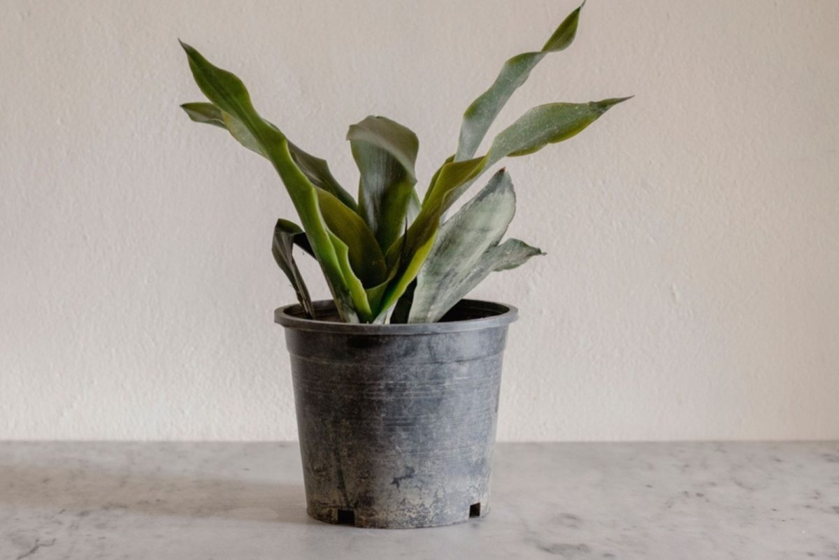 8 Reasons Your Snake Plant Is Dying + Effective Treatment
