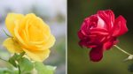 12 Interesting Facts About Roses That Will Blow Your Mind