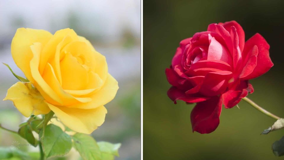12 Interesting Facts About Roses That Will Blow Your Mind