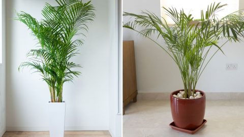 25 Best Types Of Indoor Palm Trees To Improve Your Decor