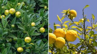 31 Best Lemon Varieties To Add To Your Orchard