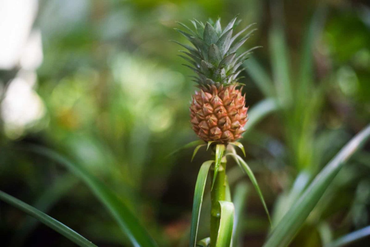 A Detailed Guide To All The Pineapple Growing Stages
